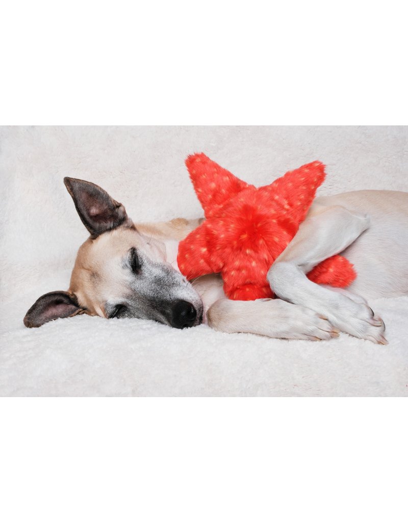 Ziggy The Starfish Dog Toy – Muttley & Me