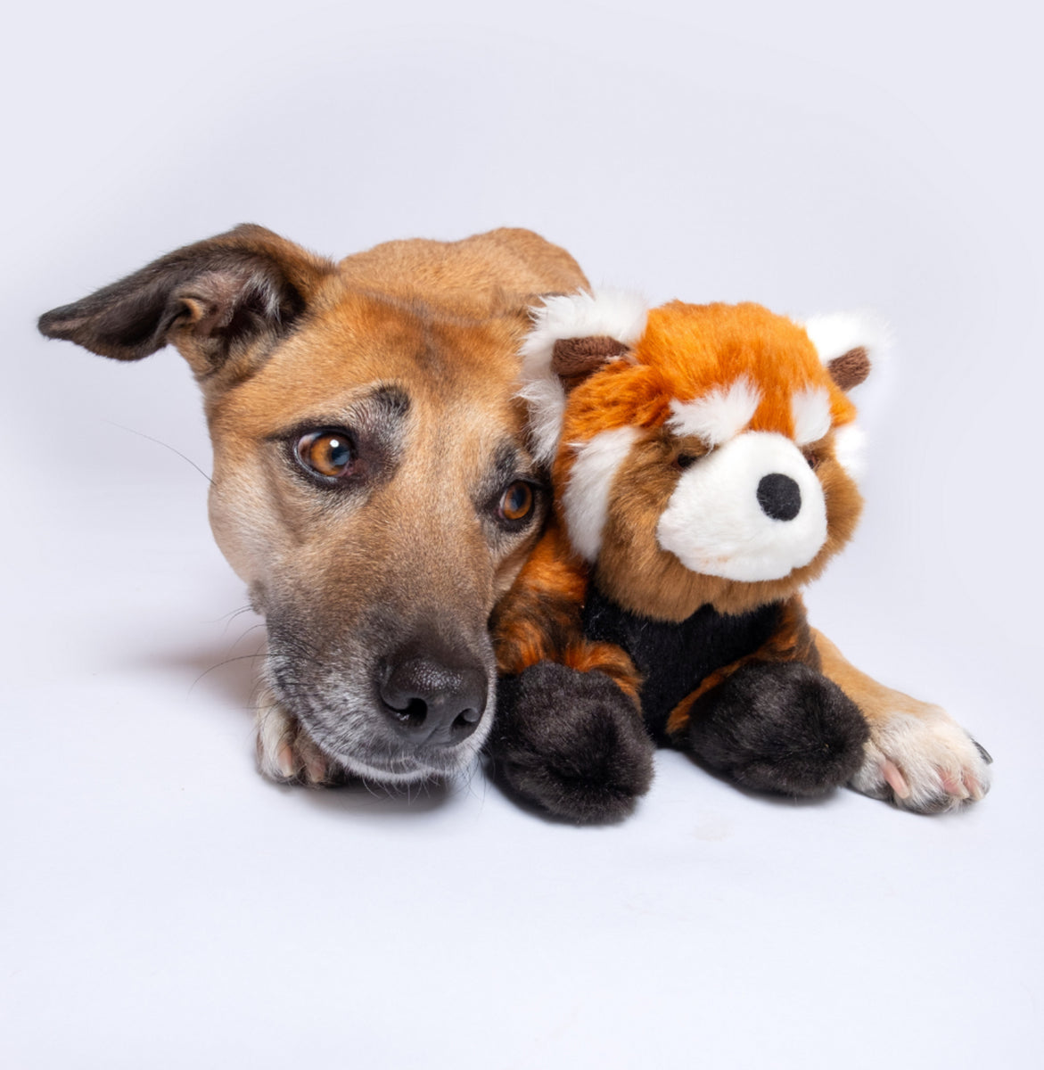 Archie Red Panda – Muttley & Me