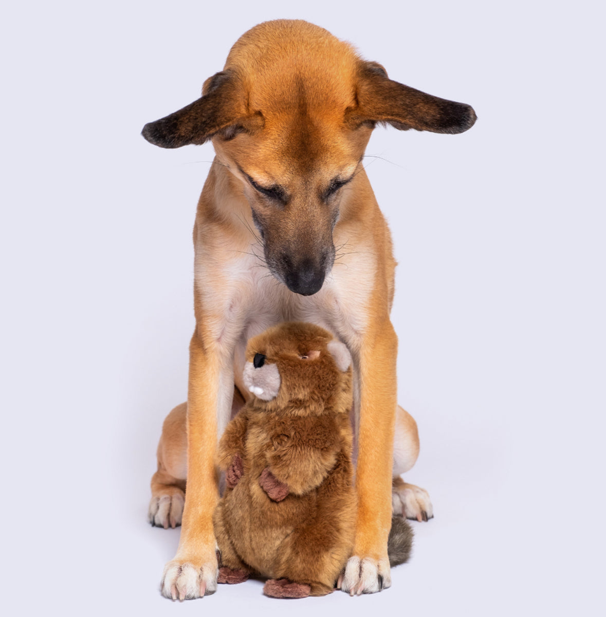 Troy Beaver – Muttley & Me