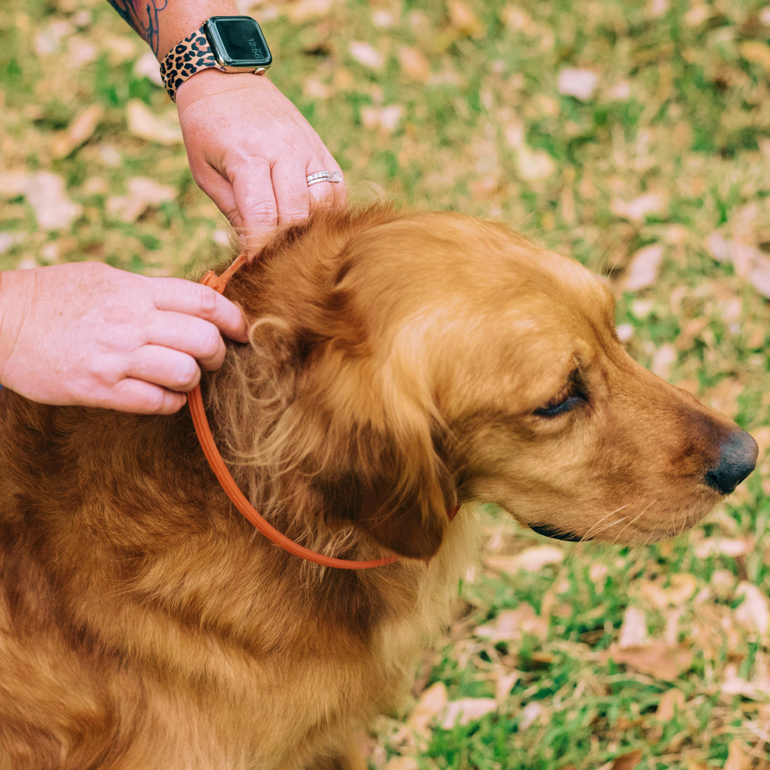 Flea & Tick Collar – Muttley & Me