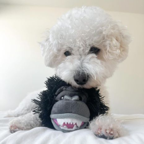 Gorilla Head – Muttley & Me