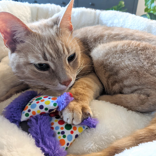 Catnip Party Hats – Muttley & Me
