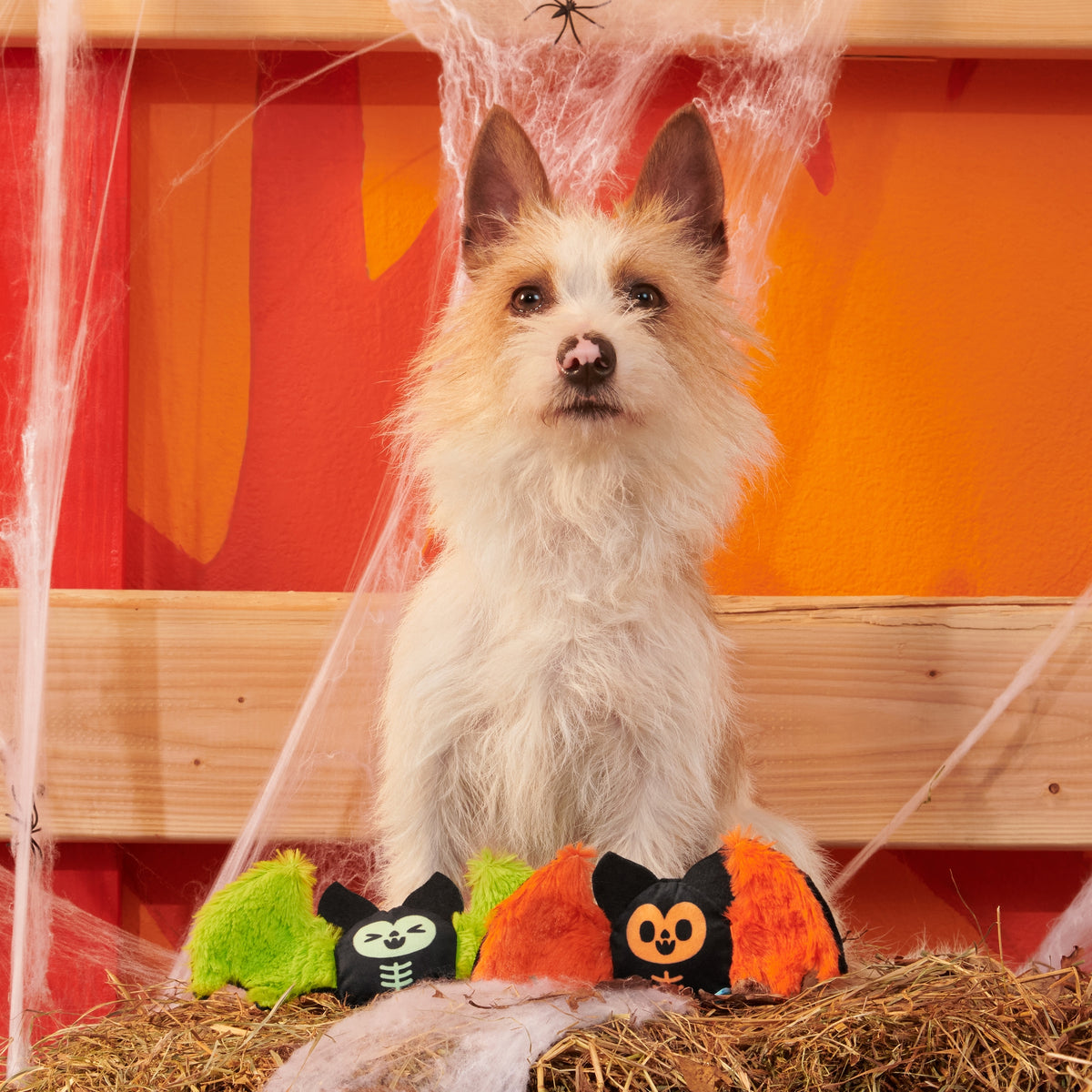 Flutter & Fang – Muttley & Me