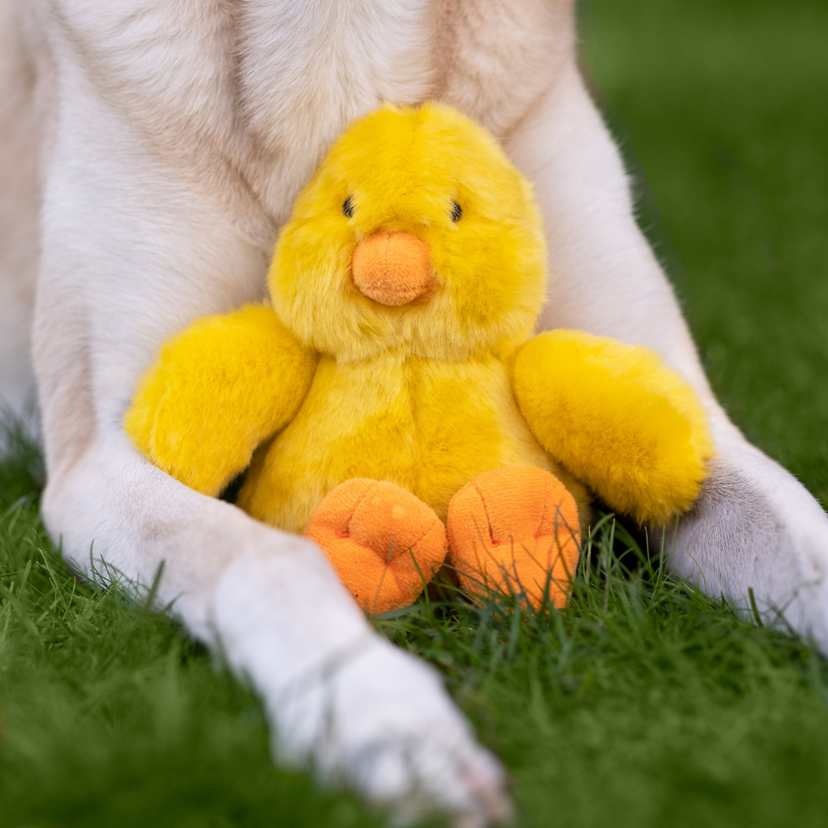 Howie Duck – Muttley & Me