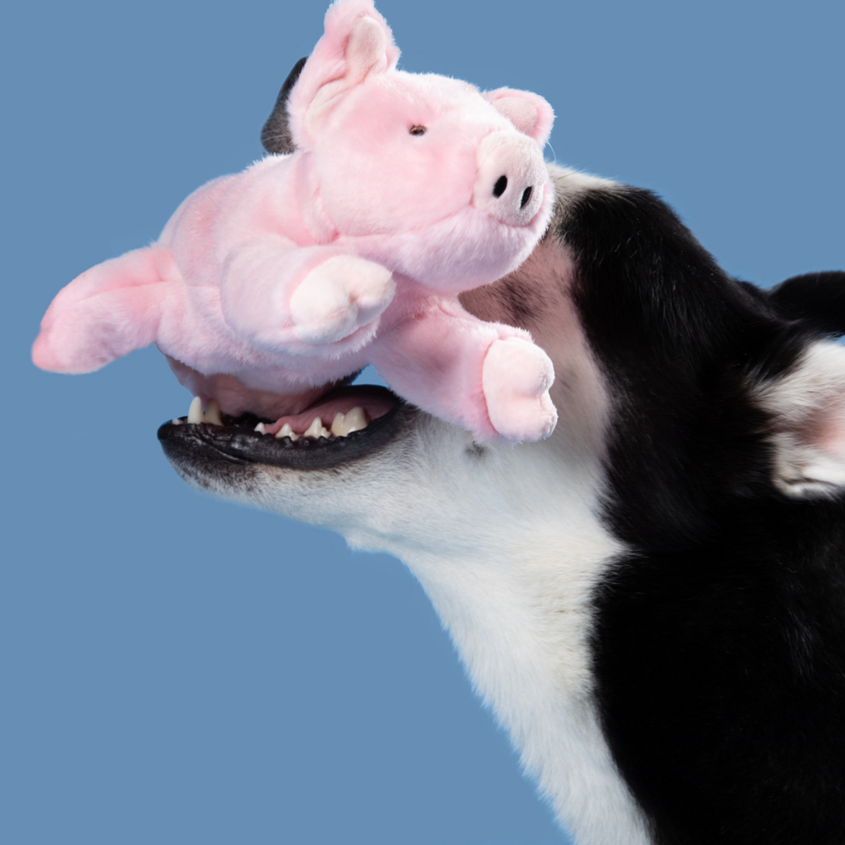 Petey Pig – Muttley & Me