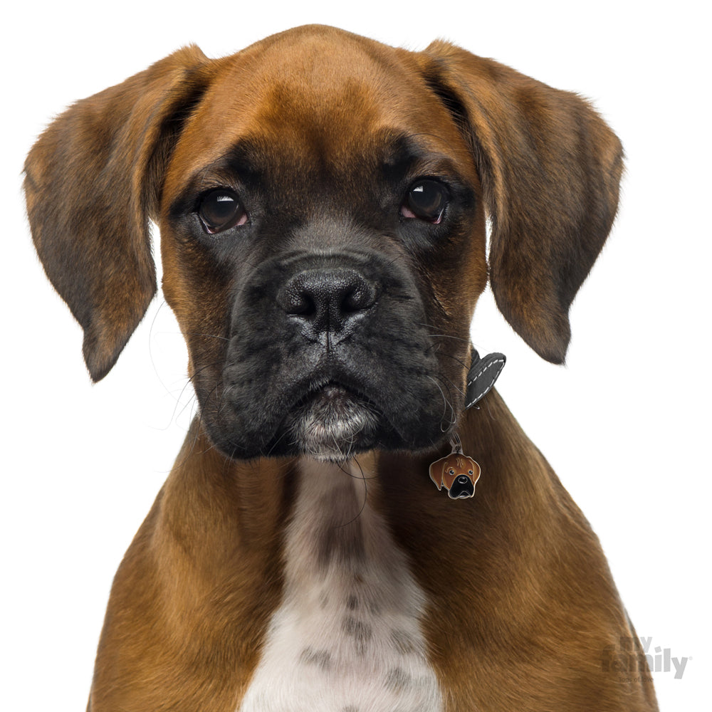 Fawn Boxer Boxer Coat Colour | Boxer World Forums