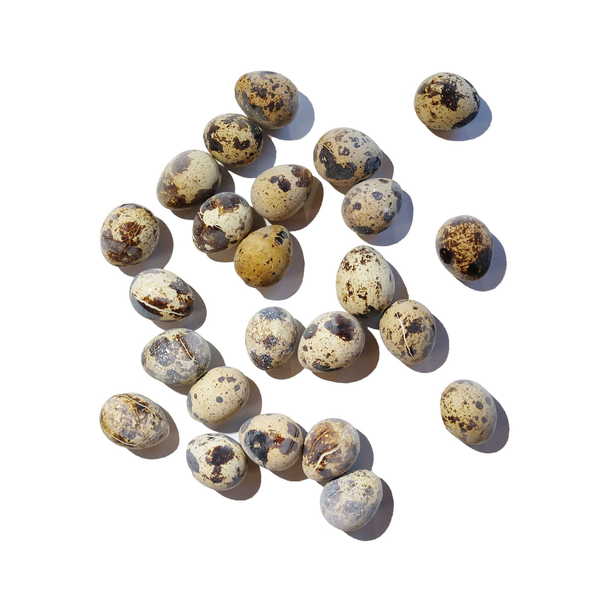 Quail Eggs – Muttley & Me